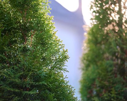 10 trees for privacy and shade in a yard | Real Homes