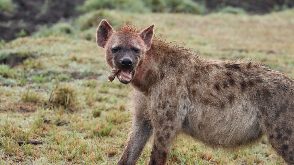 5 reasons hyenas like Harley Quinn's 'Bruce' are amazing | Live Science