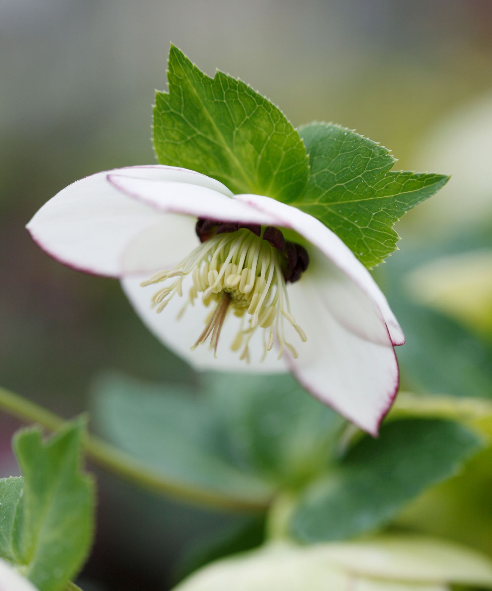 Hellebores care and growing guide: tips for these plants | Homes and ...