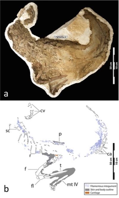 Rare Dinosaur Find: Fossil Covered in Feathers, Skin | Live Science