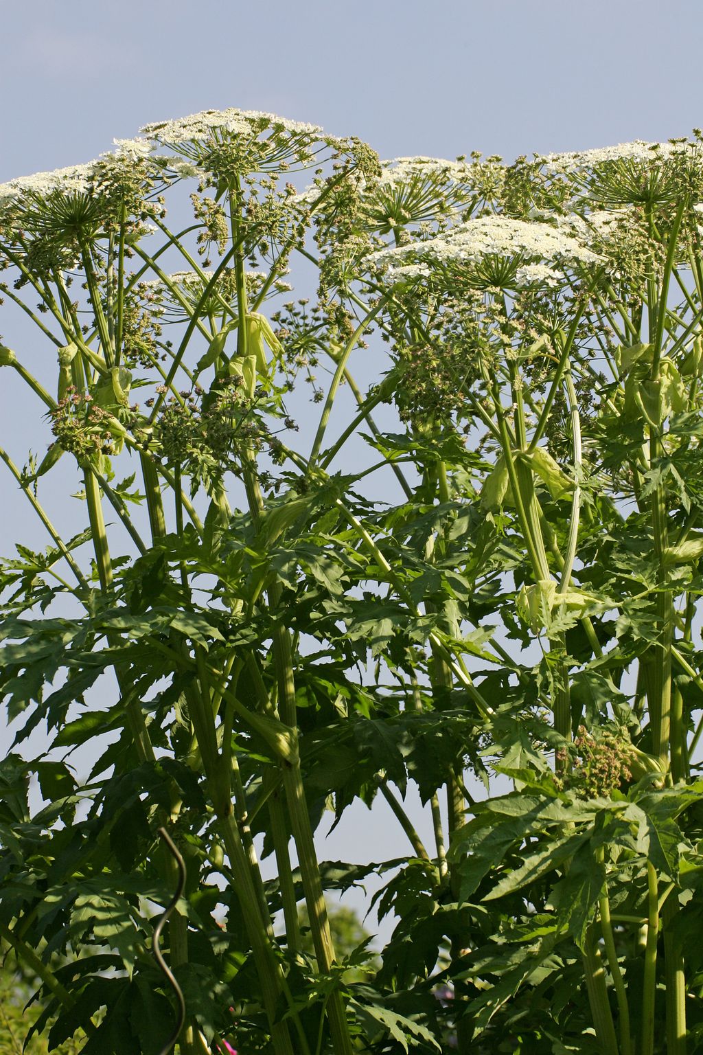 Giant hogweed: why it's dangerous and how to get rid of it in your ...