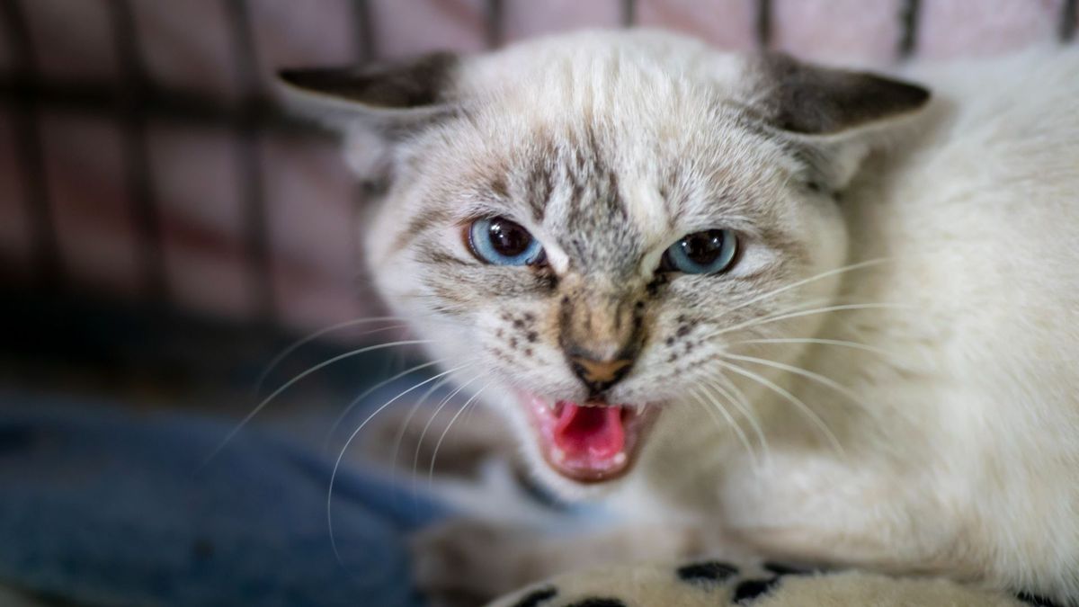How to put a stop to cat play aggression | PetsRadar