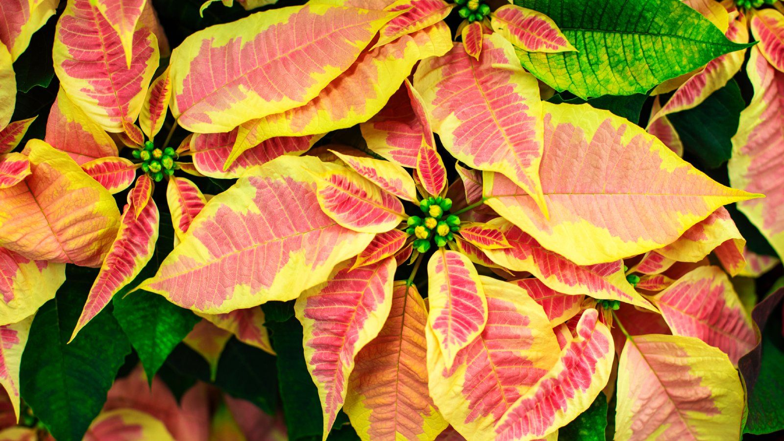 Pretty Poinsettia Varieties To Spruce Up Your Holiday | Gardening Know How