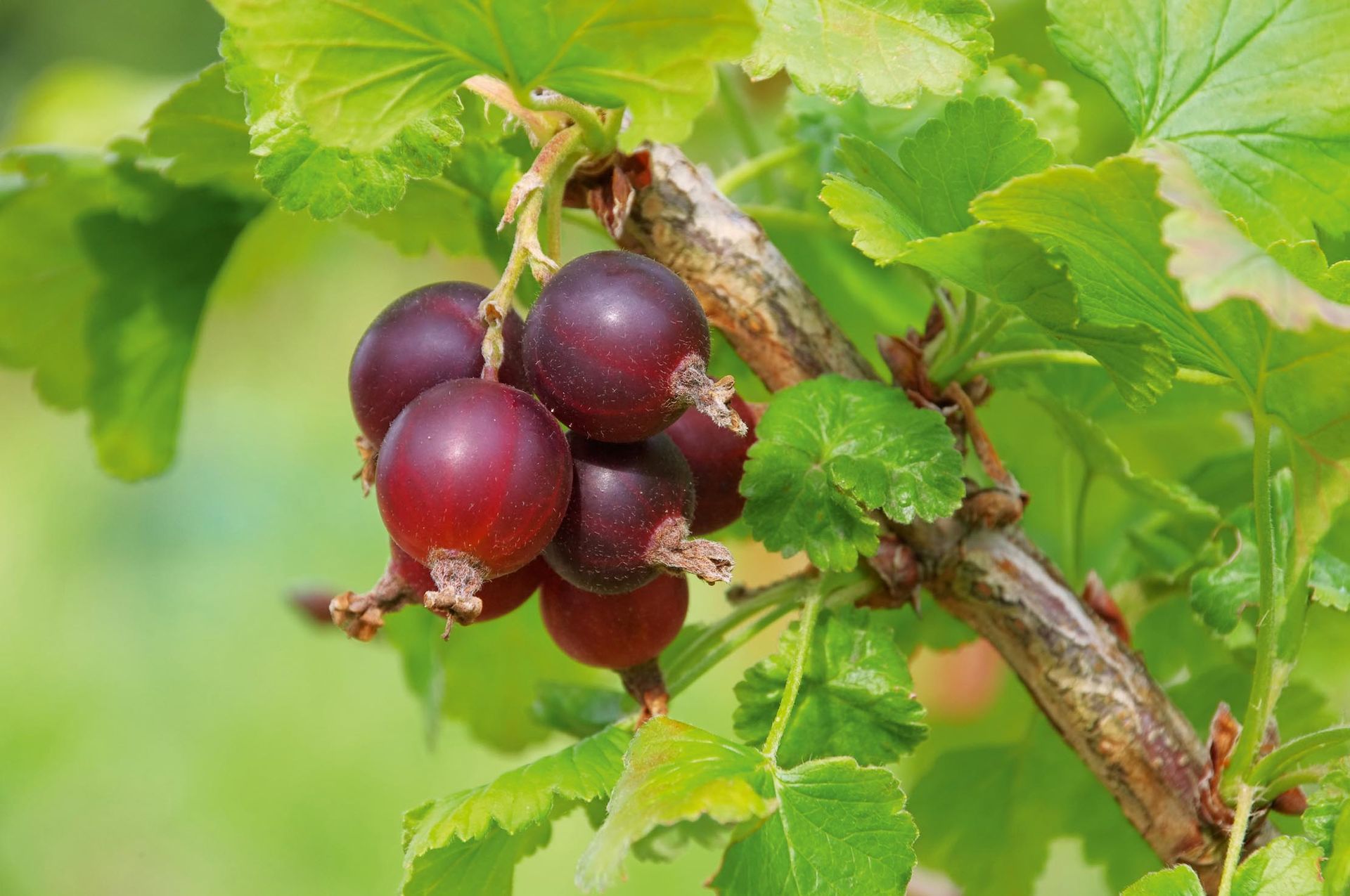 Nine unusual berries that you should be growing in your garden, from ...