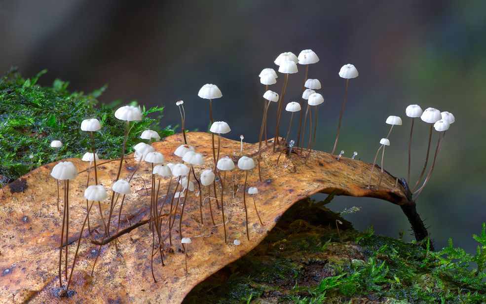 The magical mystery of a miniature mushroom kingdom | The Week