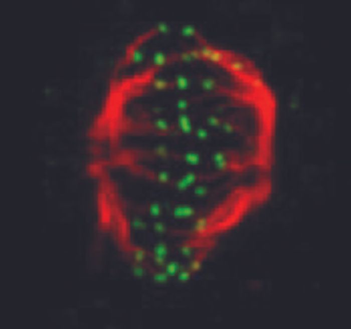 Cells By the Number: Facts About the Building Blocks of Life | Live Science