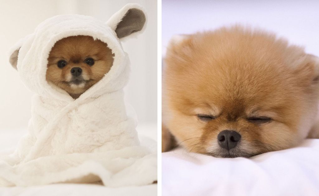 Doggy style: the most stylish dogs of Instagram | Wallpaper*