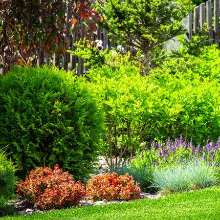 Tips & Information about Shrubs | Gardening Know How