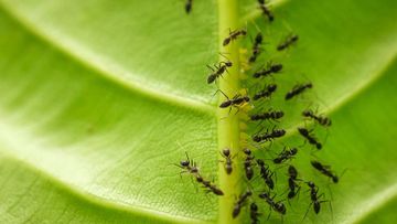 How to get rid of springtail bugs in the house | Homes and Gardens