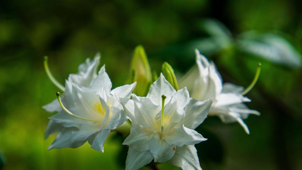 How to grow swamp azalea: for a native low-maintenance shrub | Homes ...
