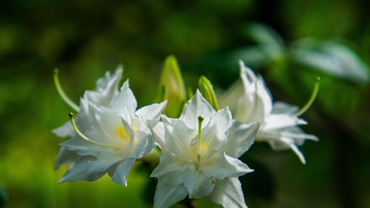 How to grow swamp azalea: for a native low-maintenance shrub | Homes ...