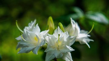 When to fertilize azaleas: expert tips for healthy plants | Homes and Gardens