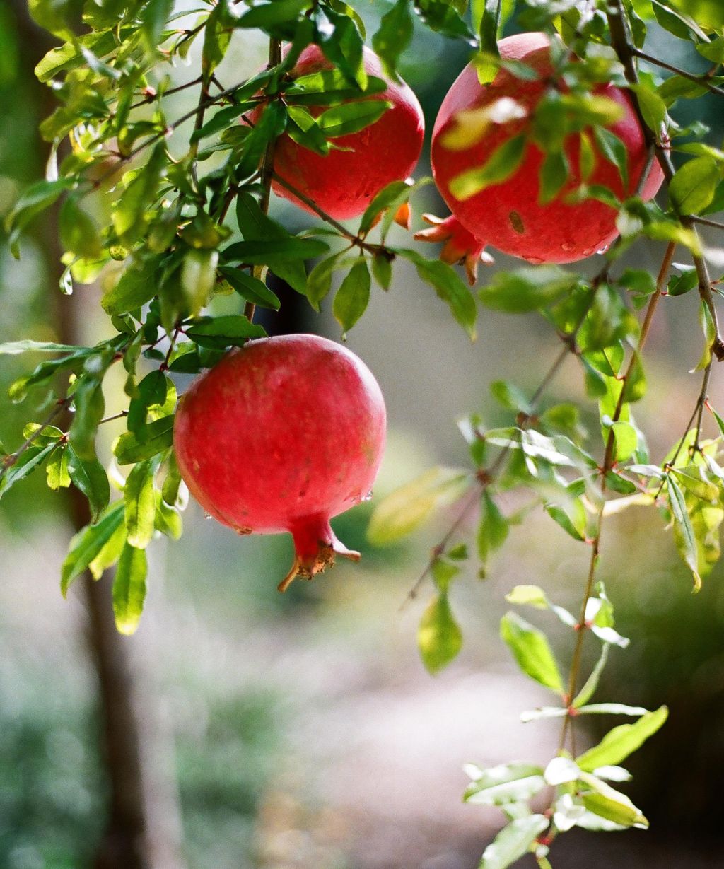 Discover how to prune a pomegranate tree or bush correctly | Homes and ...