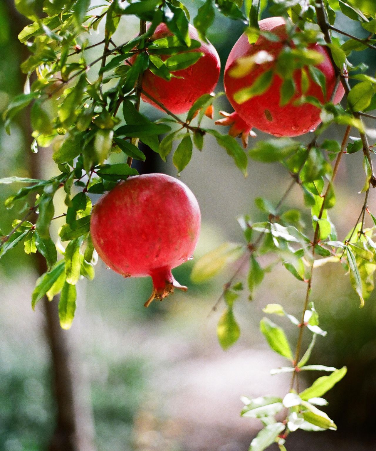 Discover how to prune a pomegranate tree or bush correctly | Homes and ...