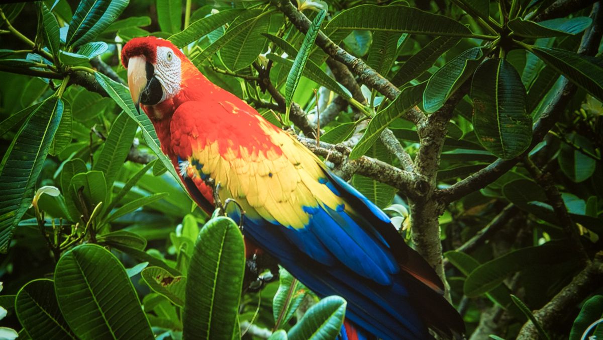 Dangbei Emotn N1 review: A decent portable projector with a key advantage | Android Central