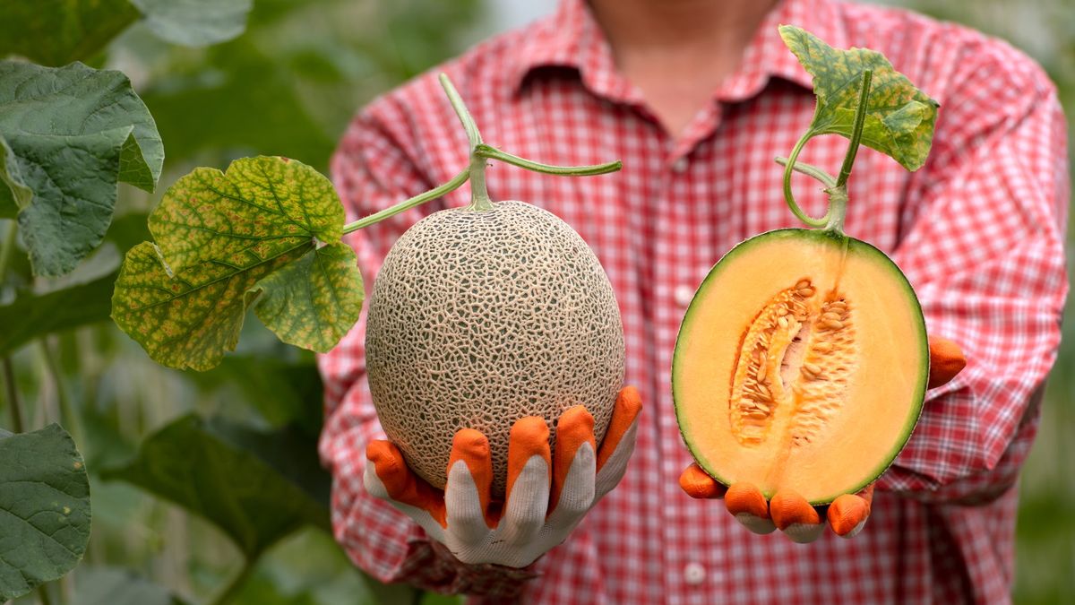 When to pick cantaloupes: expert tips for harvesting melons | Homes and ...