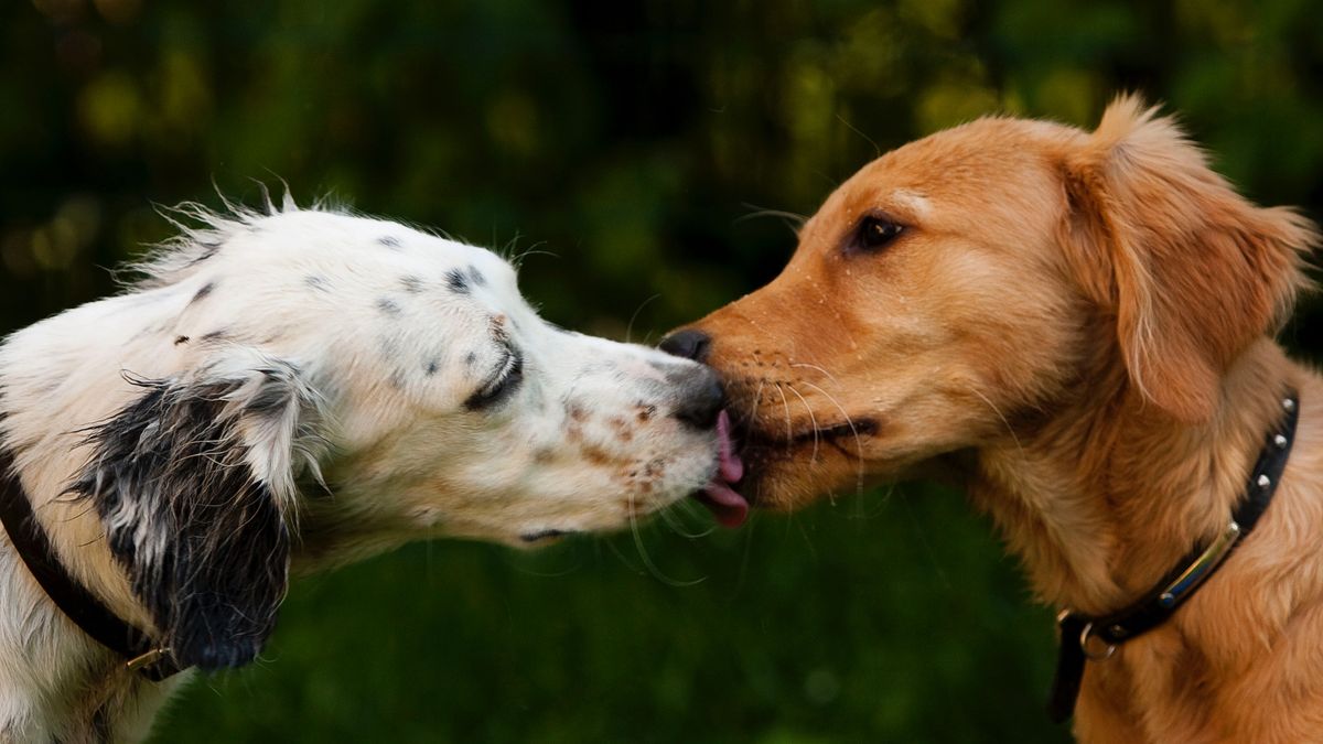 Chance to be a dog for a day? Here’s what I’d do first | PetsRadar