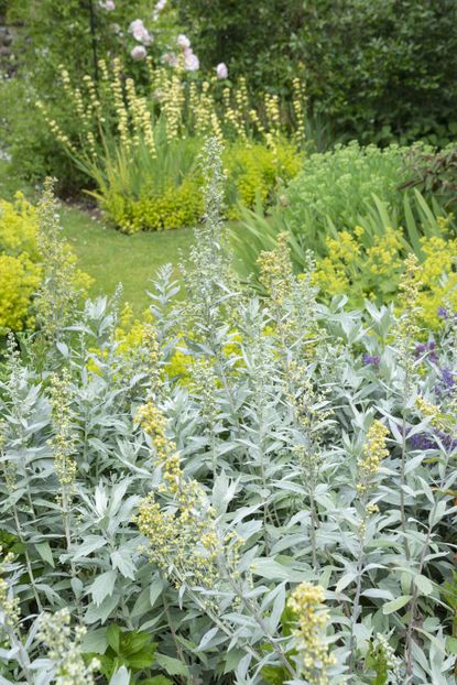 Why you should look for silver leaves when buying dry plants | Livingetc