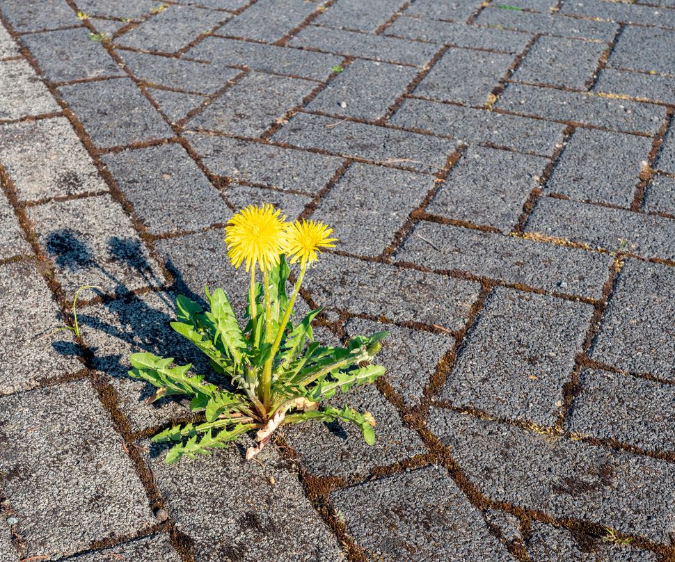 How to stop weeds in block paving: 7 fail-safe methods | Homebuilding