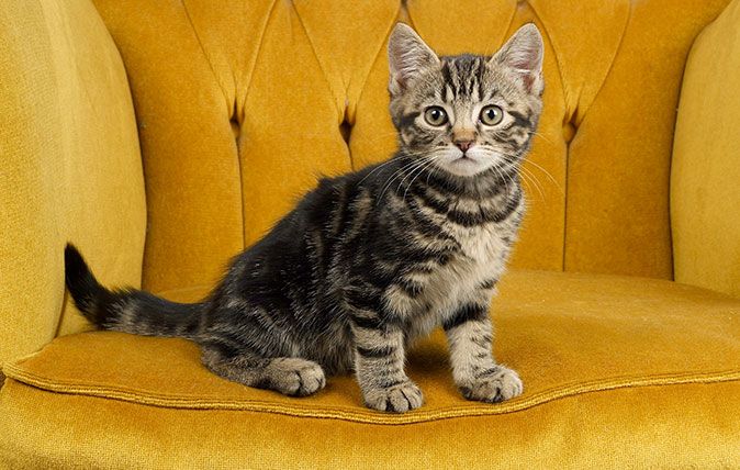 Scottish Wildcats: Six things you should know about the 'Highland Tiger ...