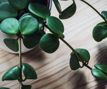 How to care for a trailing jade plant: 9 simple steps | Homes and Gardens