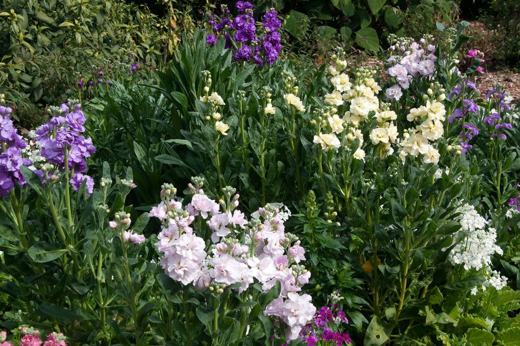 Stock Flower Info - Caring For Stock Plants In The Garden | Gardening ...