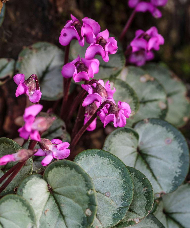 Types of cyclamen: 12 varieties for color in spring and fall | Homes ...