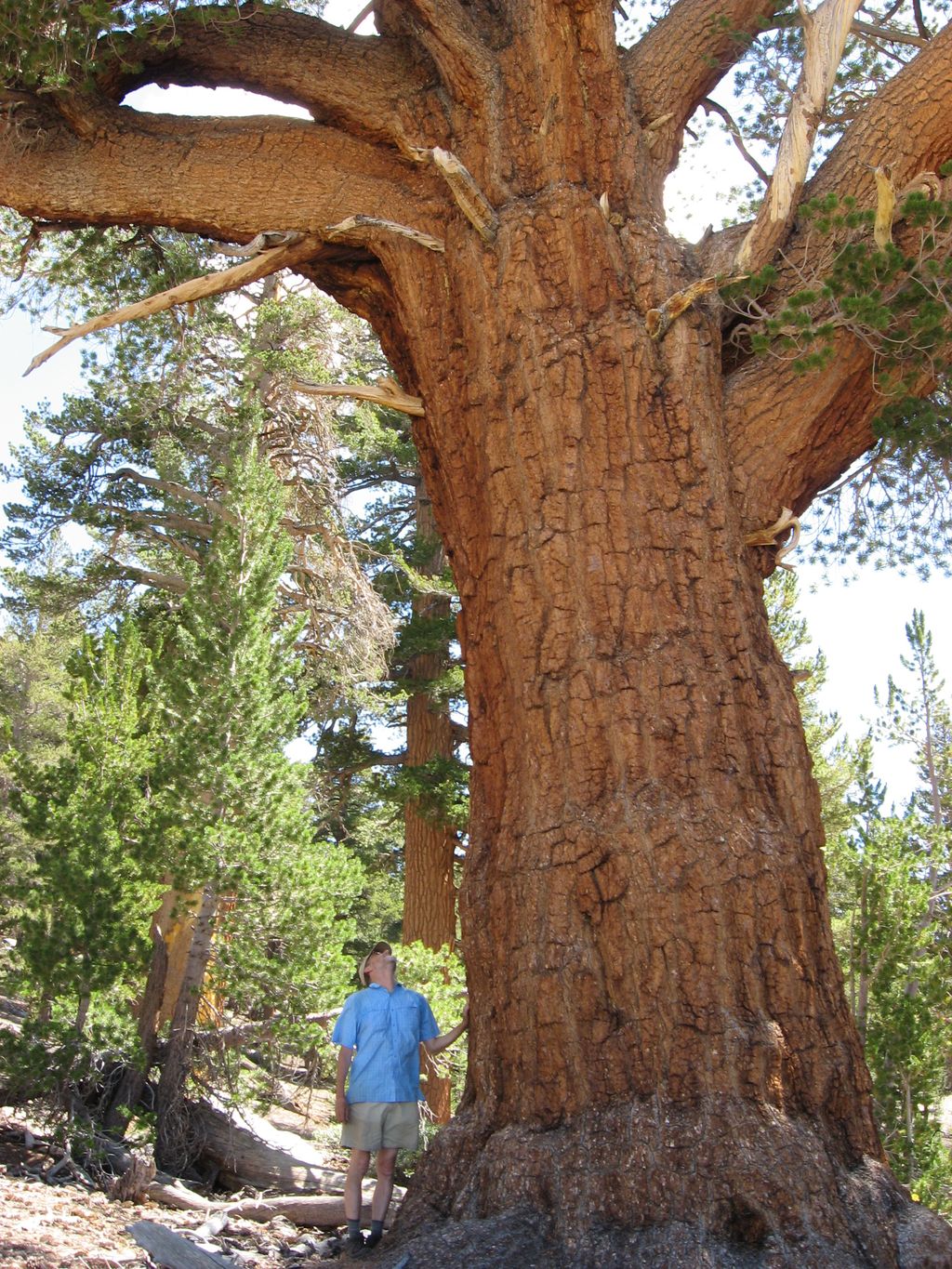 Giant Surprise: Old Trees Grow Fastest | Live Science