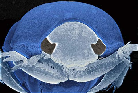 Microscopic Monsters: Gallery of Ugly Bugs | Live Science
