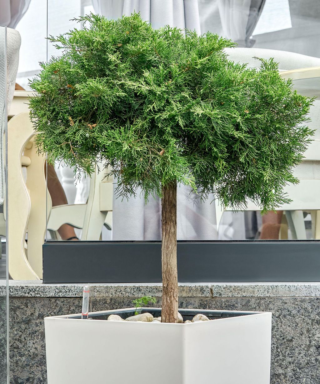 Best front door plants: 10 beautiful choices | Homes and Gardens