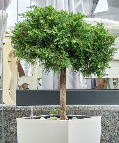 Best front door plants: 10 beautiful choices | Homes and Gardens