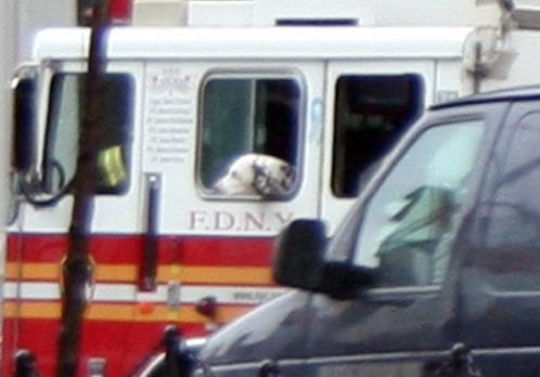 Why Are Dalmatians the Official Firehouse Dogs? | Live Science