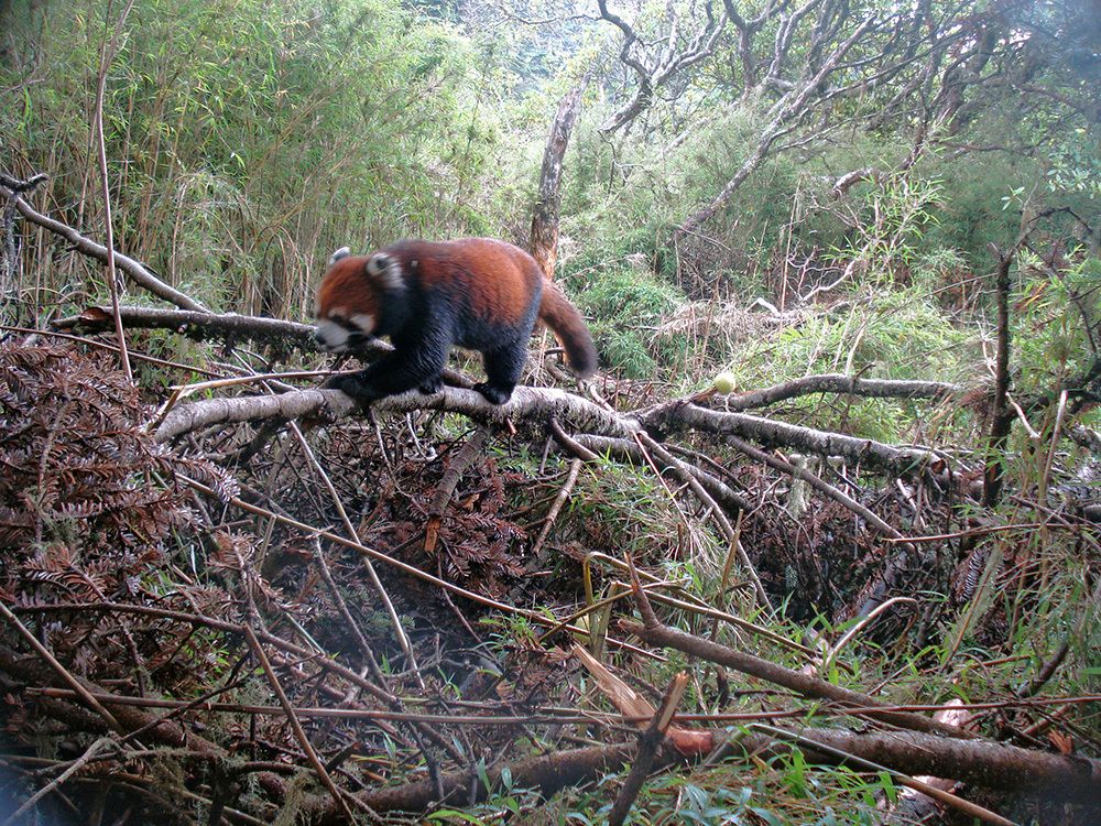 Gallery: China's Rare Creatures Caught on Camera | Live Science