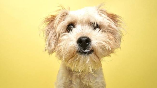 Why is my dog grinding their teeth? Vet's guide to causes and treatment ...