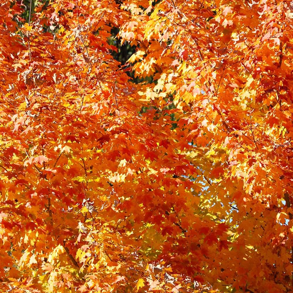 Which maple trees have the best color in fall? | Livingetc