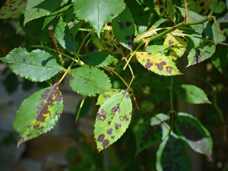 Leaf Spot Disease Identification, Prevention & Management | Gardening ...