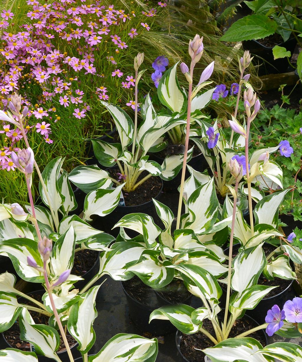 How to winterize hostas in 6 super simple steps | Homes and Gardens