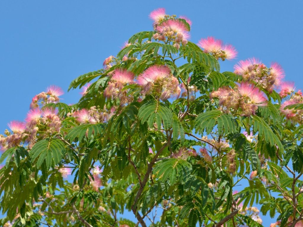Mimosa Tree Transplanting - Tips On Transplanting A Mimosa Tree In The ...