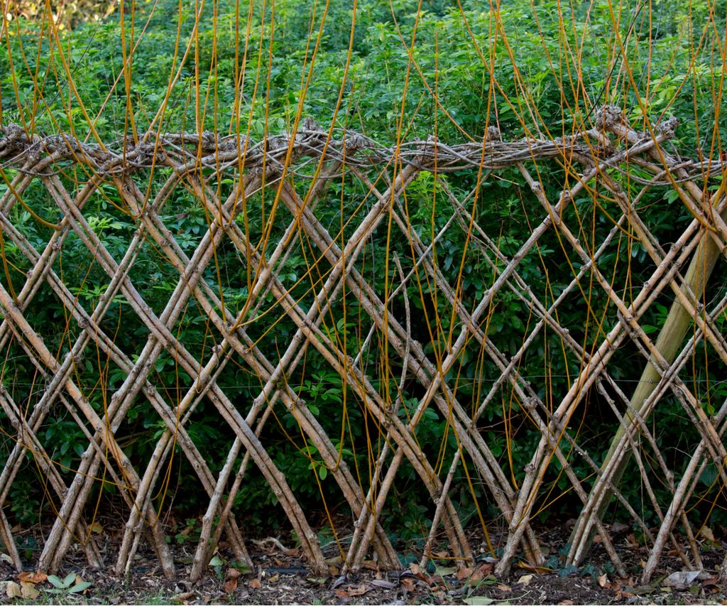 Living fence ideas: 5 ways to bring your boundary to life | Homes and ...