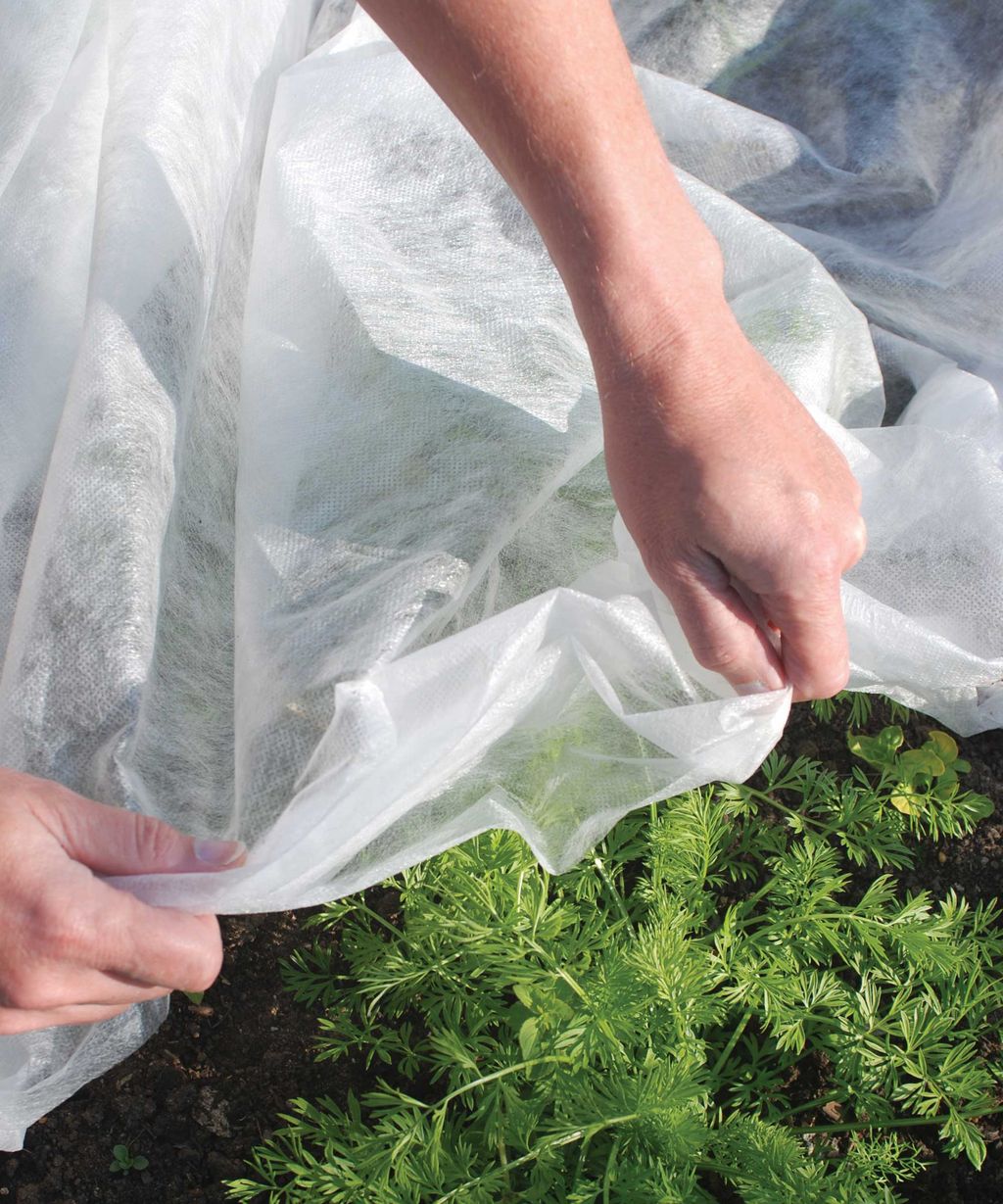 How to protect bulbs from frost: tips for brilliant blooms no matter ...