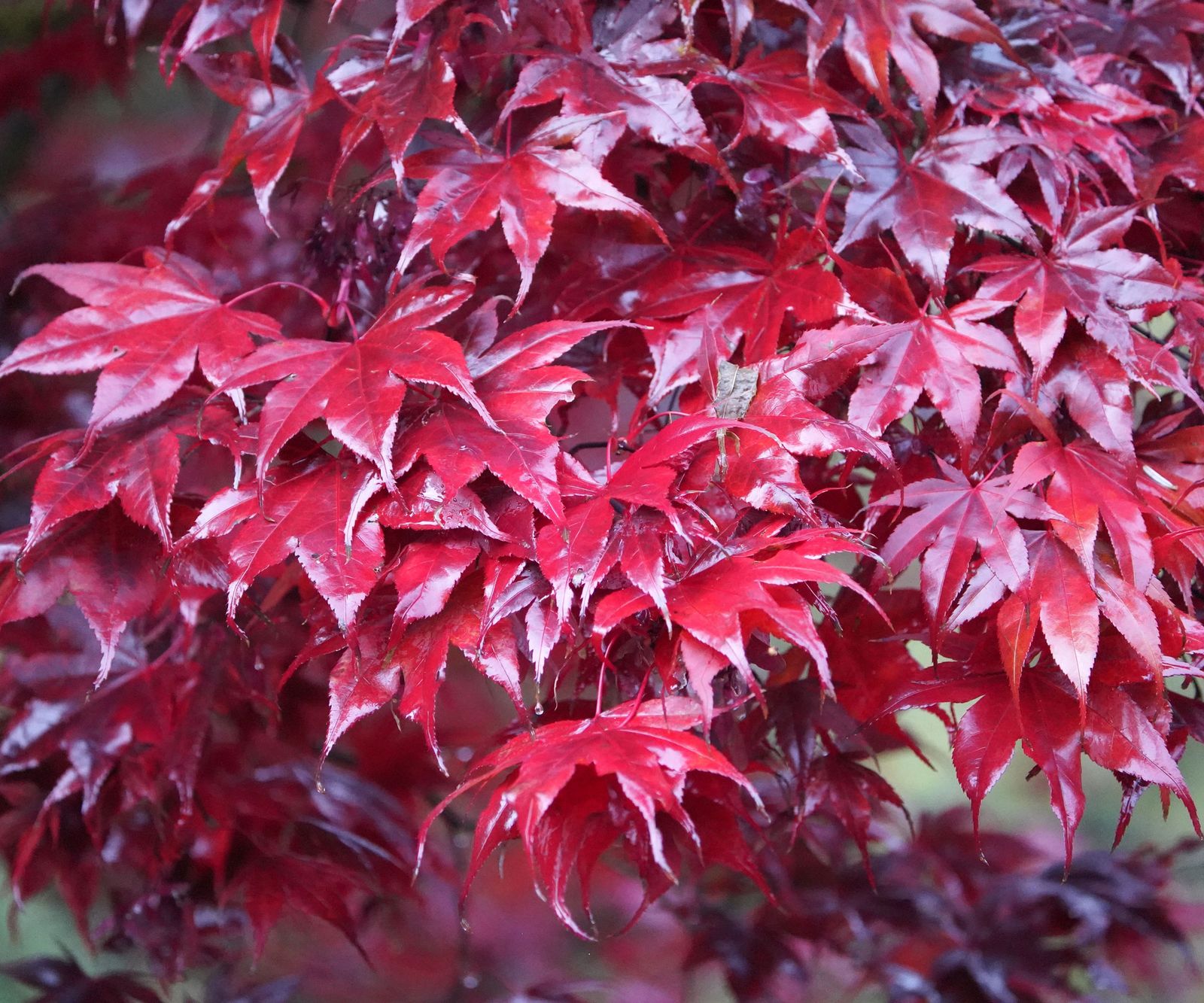 Japanese Maple Color All Year: Trees For 4-Season Beauty | Gardening ...
