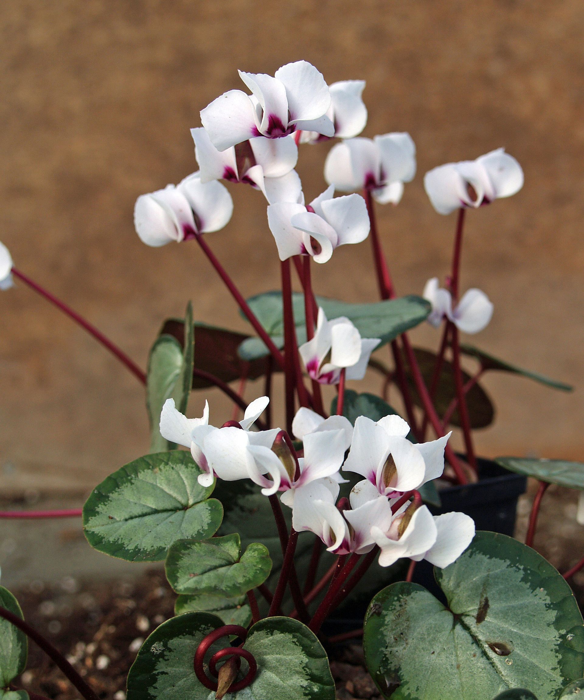 Types of cyclamen: 12 varieties for color in spring and fall | Homes ...