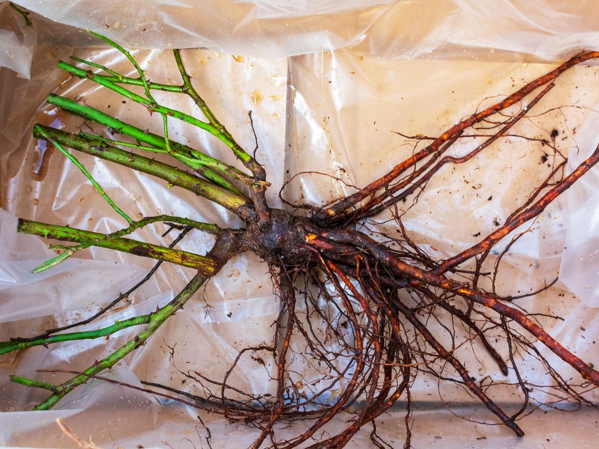 Tips For Caring For And Planting Bare Root Roses | Gardening Know How