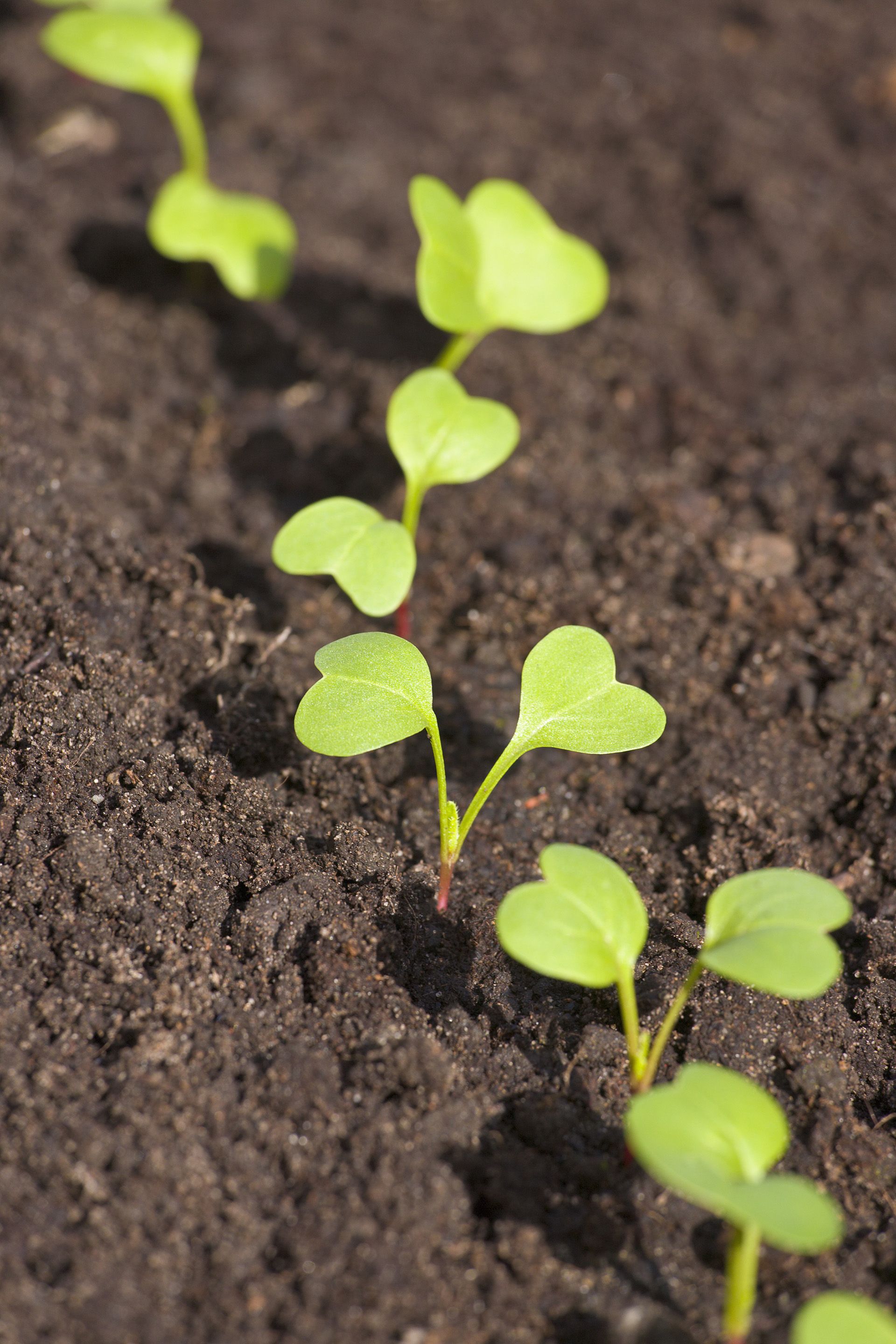 When to plant radishes: to get a tasty crop year round | Homes and Gardens