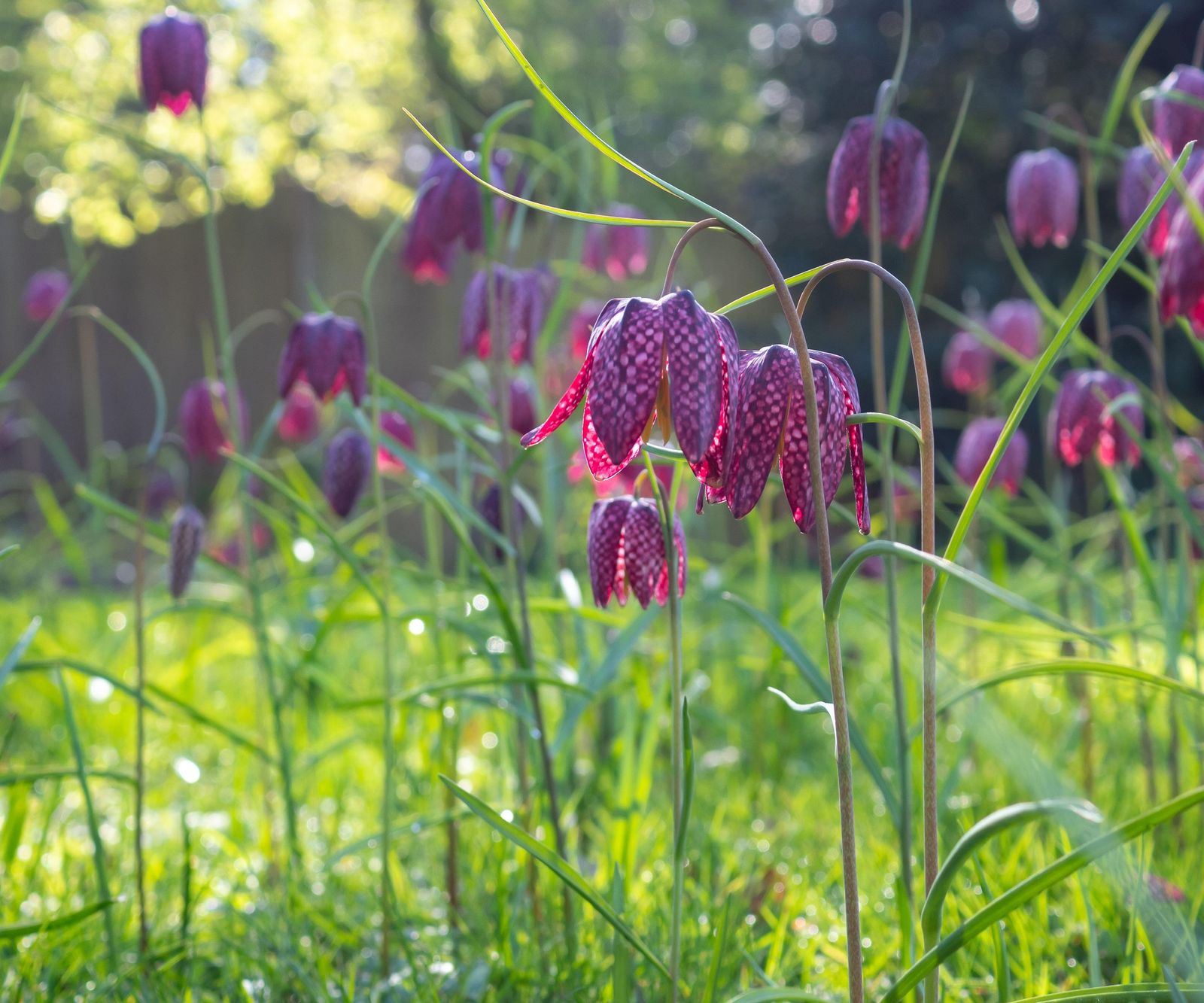 Best bulbs for naturalizing in a lawn: 11 easy to grow blooms for a ...