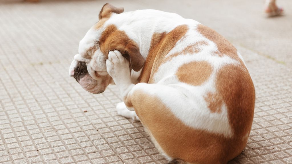 32 worst things about owning a dog | PetsRadar