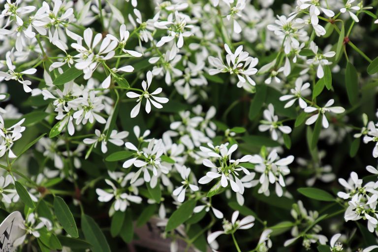 8 Best Filler Plants For Container Gardening - And How to Help Them ...