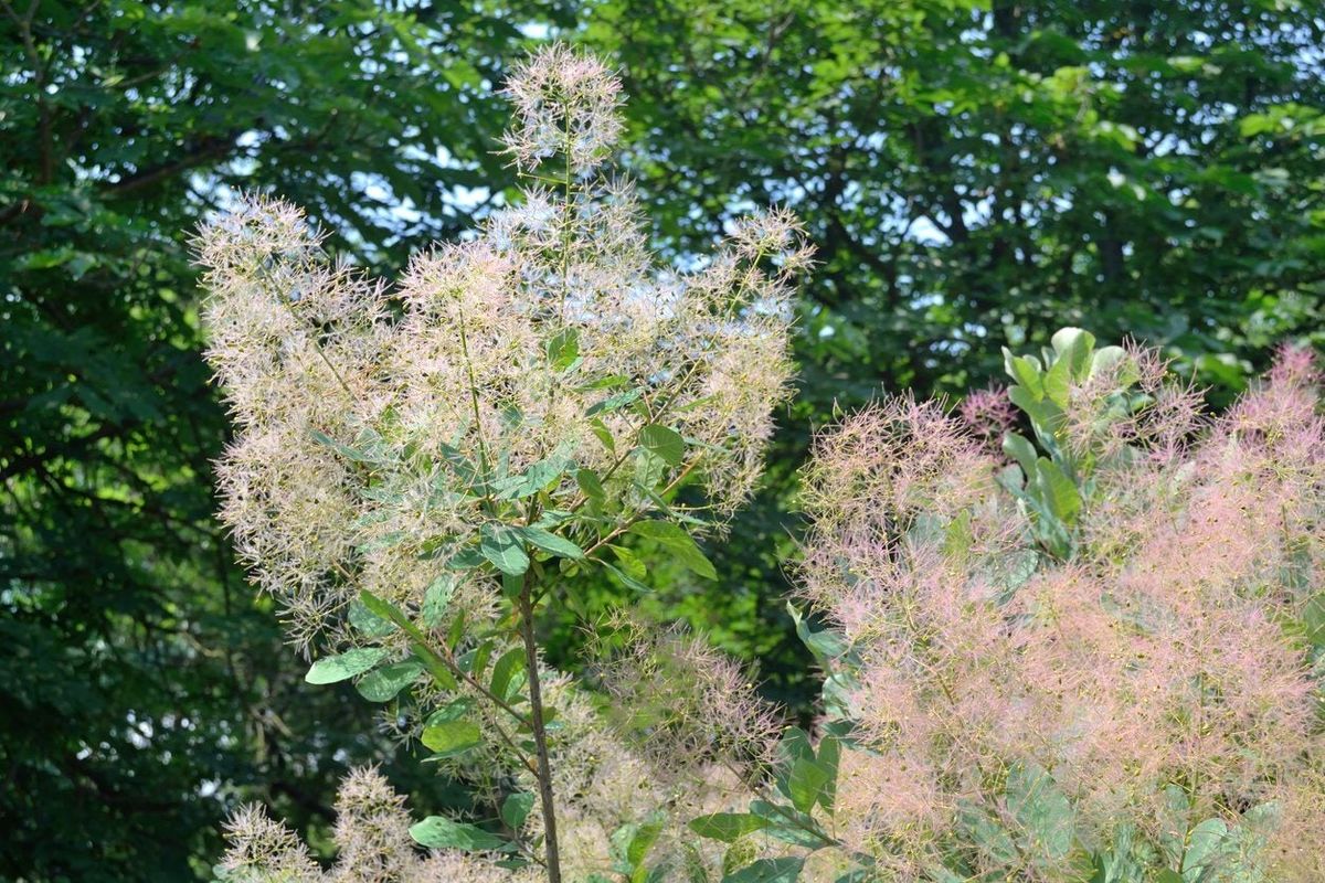 Smoke Tree Reproduction: Learn About Propagating Smoke Trees ...