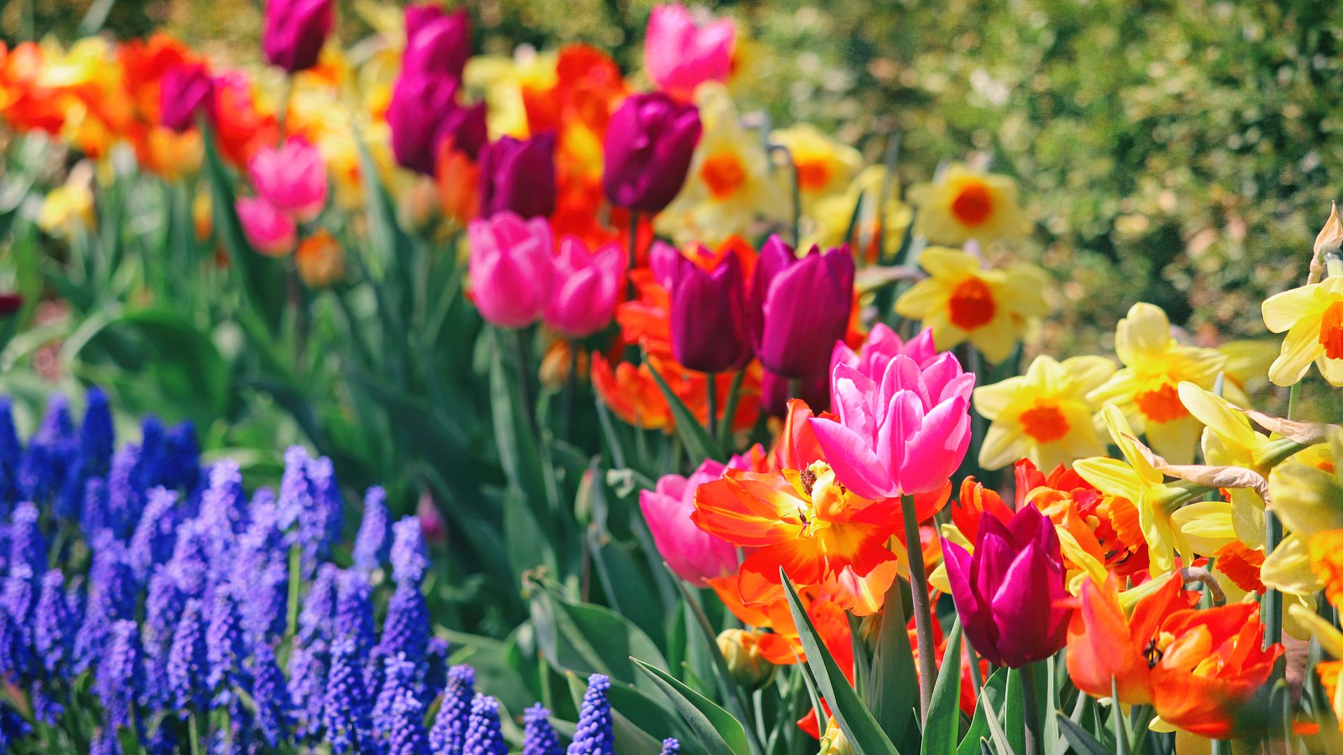 What to Plant After Spring Bulbs Have Died Back | Gardening Know How