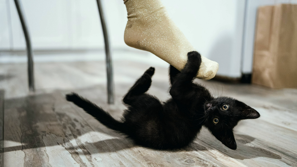 Why does my cat bite me? 8 reasons and how to stop them | PetsRadar